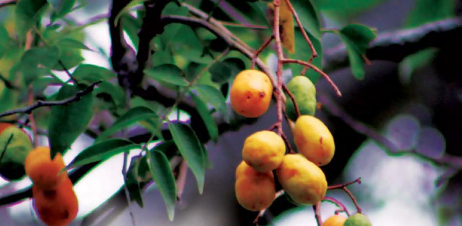 ES DUEÑO DE UNA MEZCLA DULCE, ÁCIDA Y AGRIA