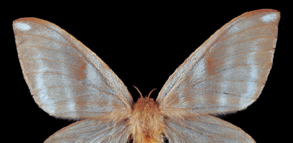 Foto Externa. Palometa peluda, insecto que causa daños en la piel.
