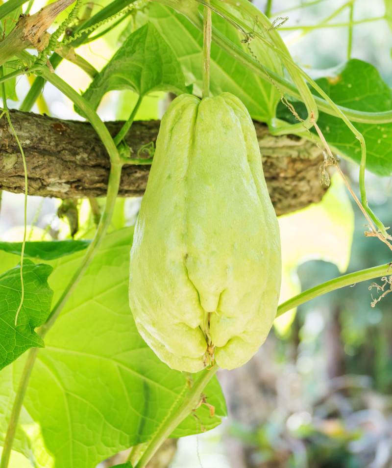 La tayota: con un centro lleno de sabor