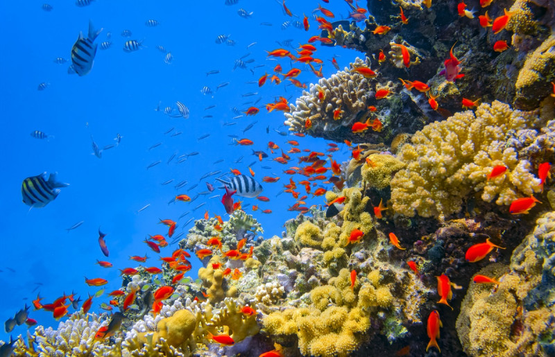 "Un día para celebrar el valor de los arrecifes"| Listín Diario