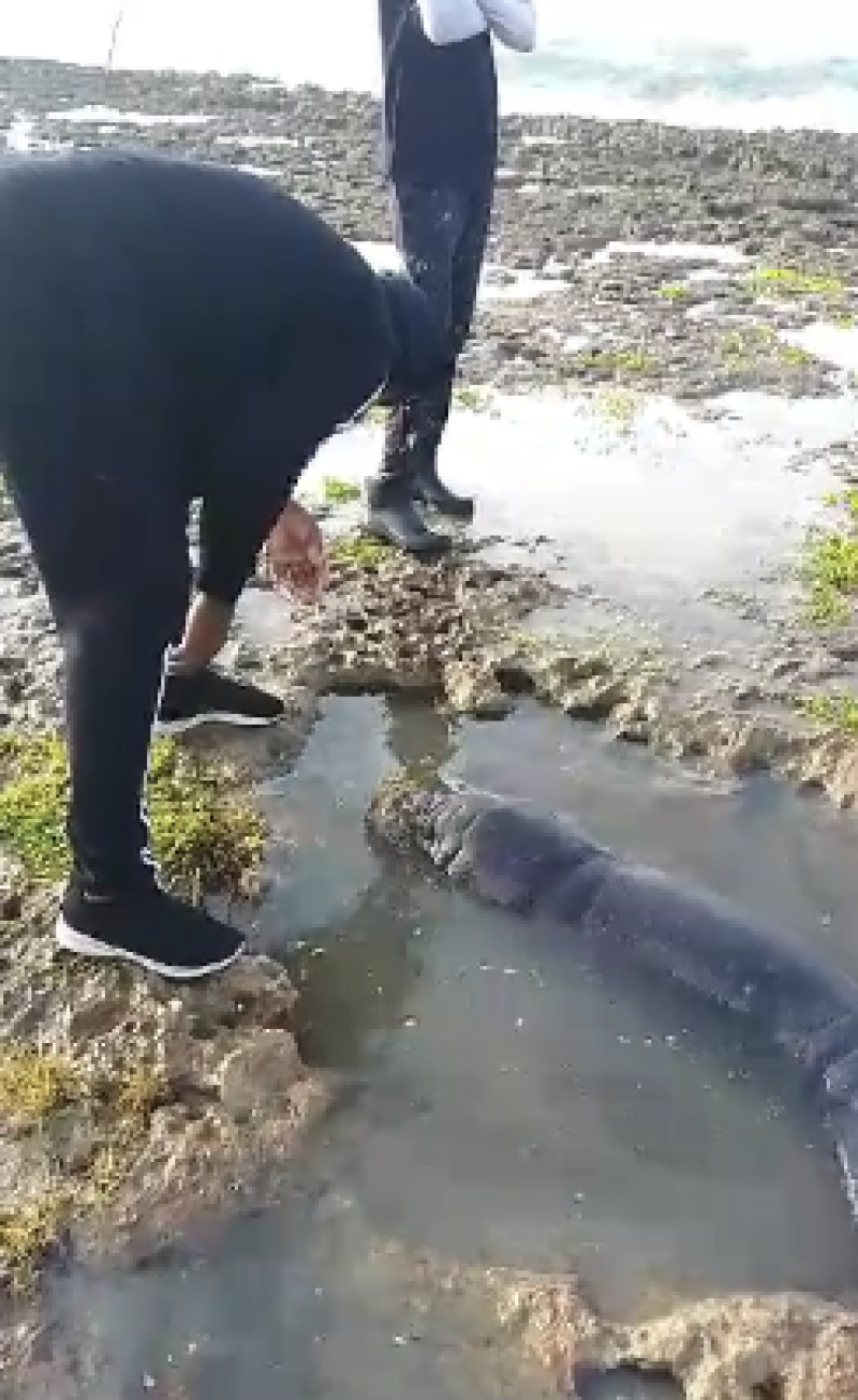 "Joven pescador rescata manatí en San Pedro de Macorís"| Listín Diario