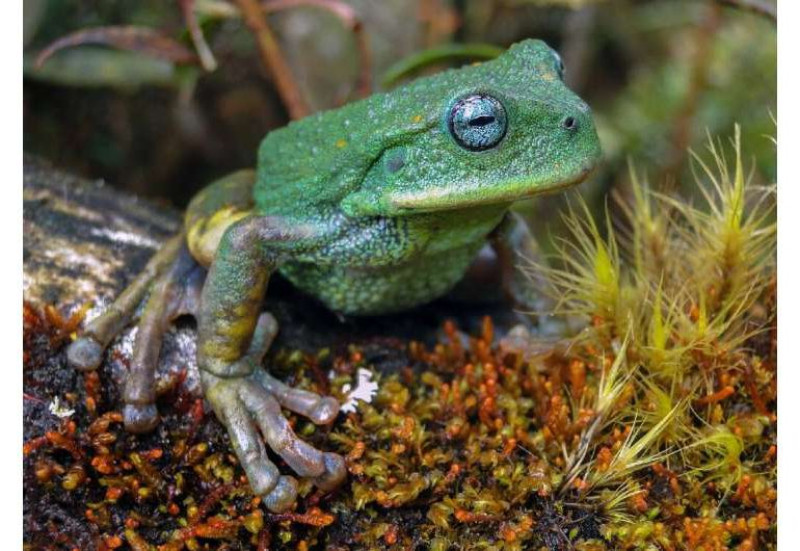 "Descubren nueva especie de rana en selva de Perú"| Listín Diario