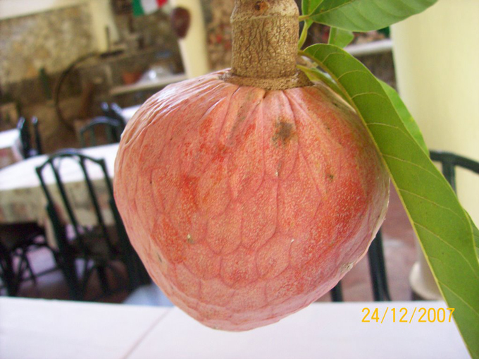 "El mamón, mucho más que una fruta"| Listín Diario