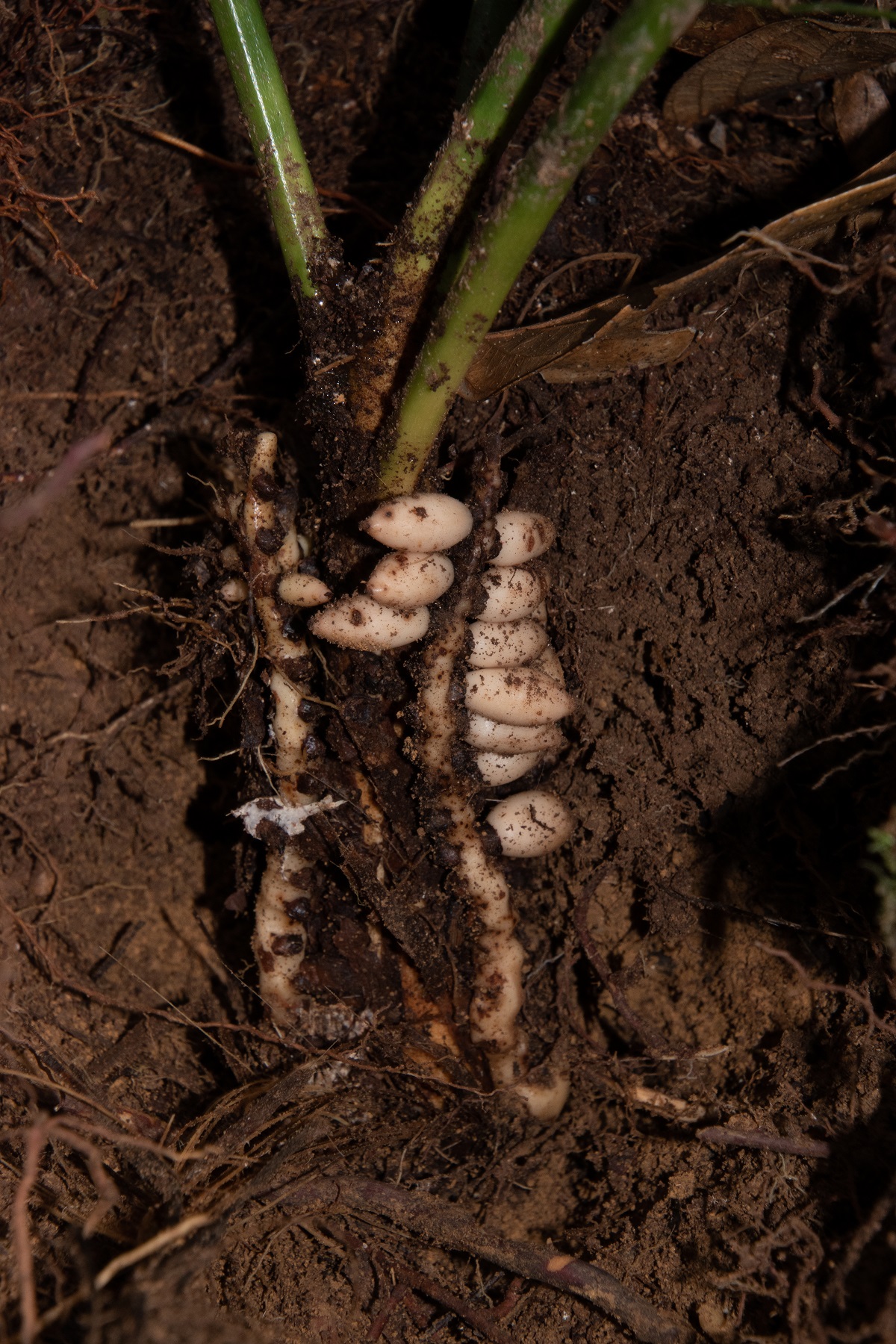 Pinanga subterranea’, la nueva especie de palmera que fructifica y ...